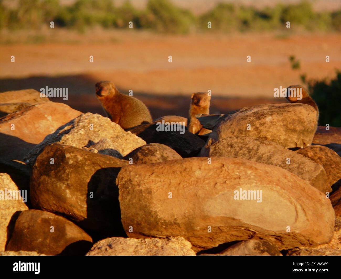 Common Dwarf Mongoose (Helogale parvula) Mammalia Stock Photo - Alamy