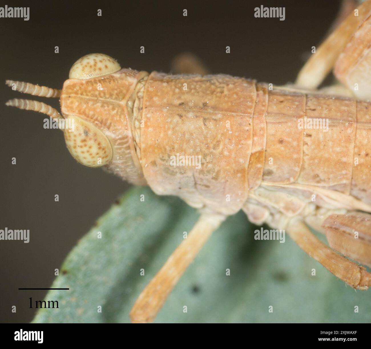Chaparral Monkey Grasshopper (Morsea californica) Insecta Stock Photo ...