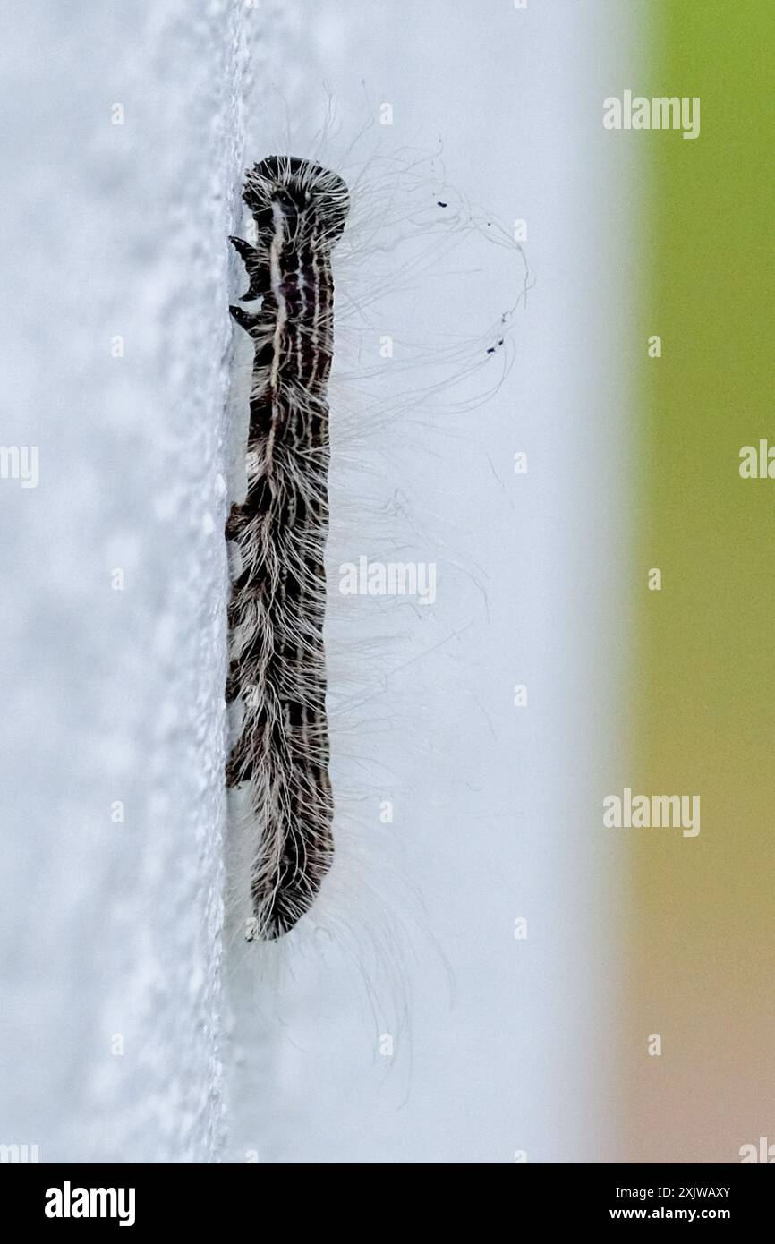 Walnut Caterpillar Moth (Datana integerrima) Insecta Stock Photo - Alamy