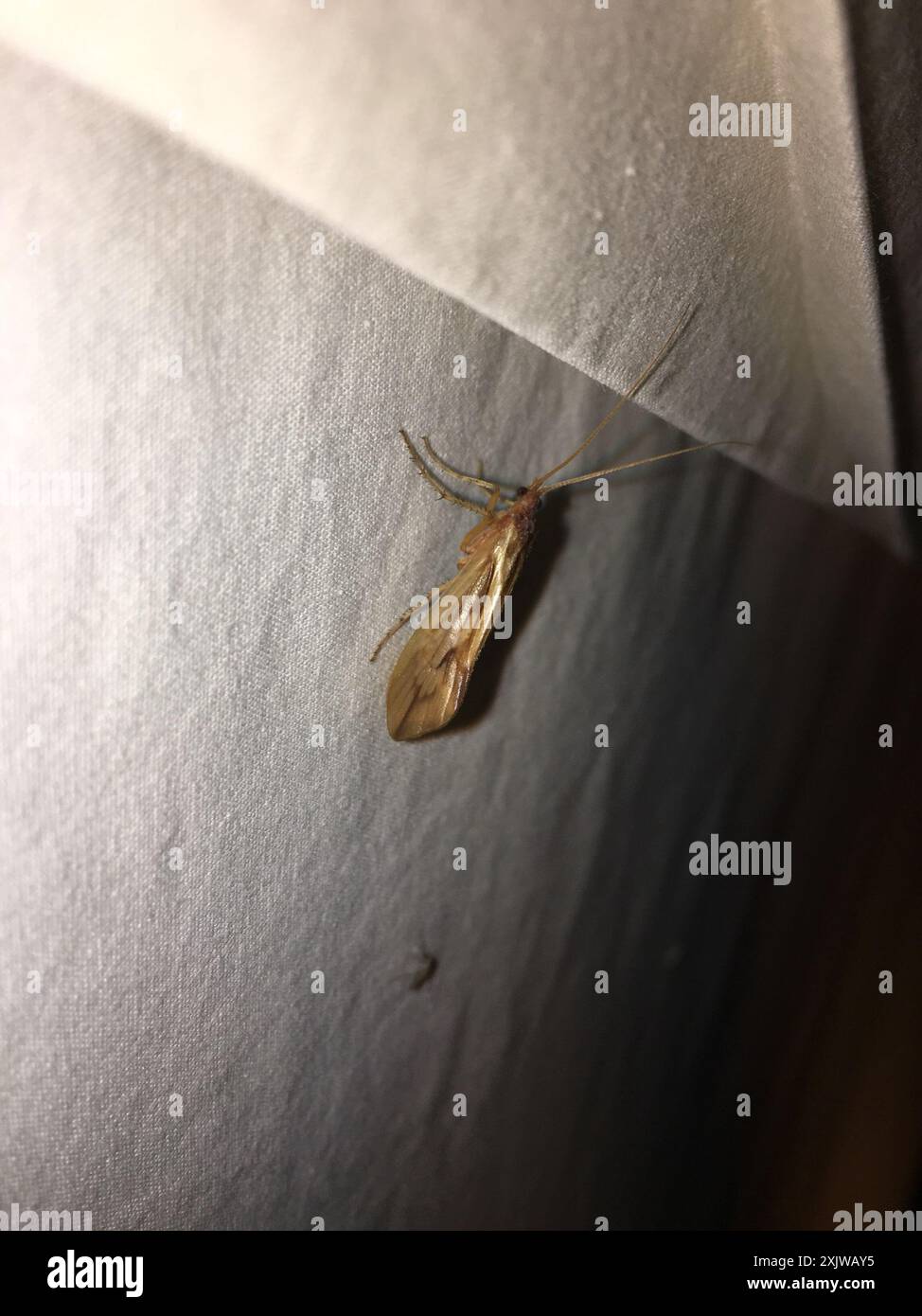 Chocolate-and-cream Sedge (Platycentropus radiatus) Insecta Stock Photo ...