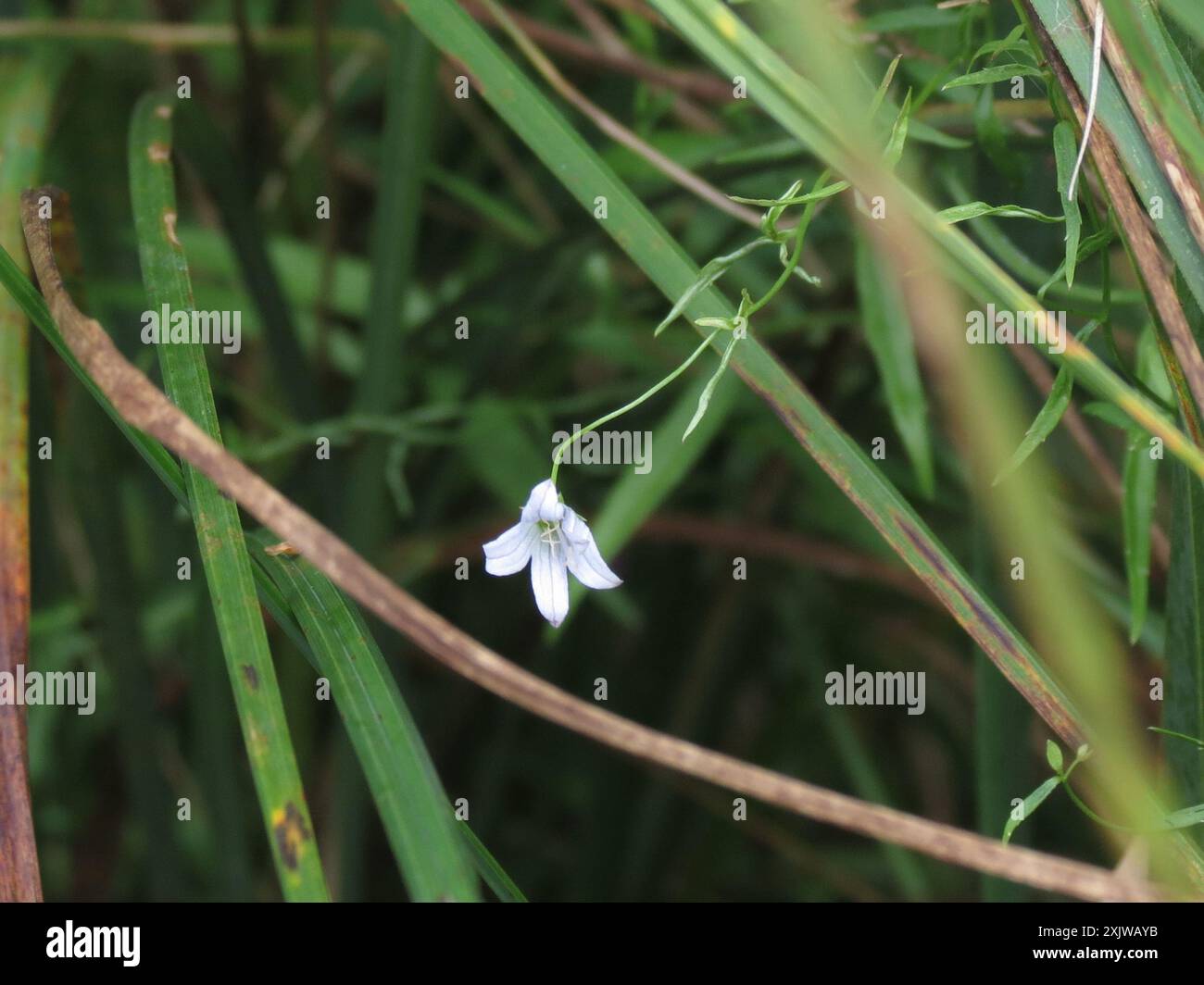 Marsh Bellflower (Campanula aparinoides) Plantae Stock Photo - Alamy