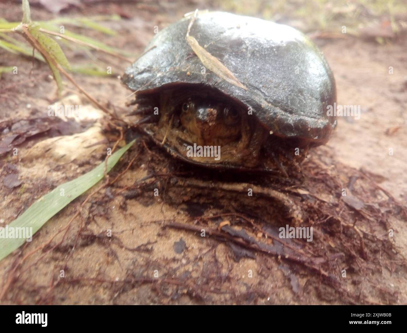 Southeastern Mud Turtle (Kinosternon subrubrum subrubrum) Reptilia Stock Photo - Alamy