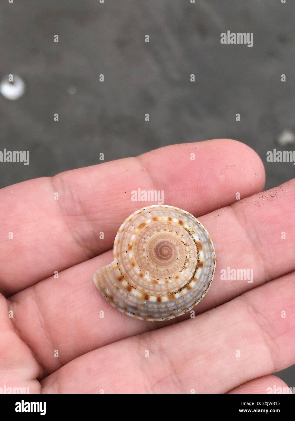 Common Sundial (Architectonica nobilis) Mollusca Stock Photo - Alamy