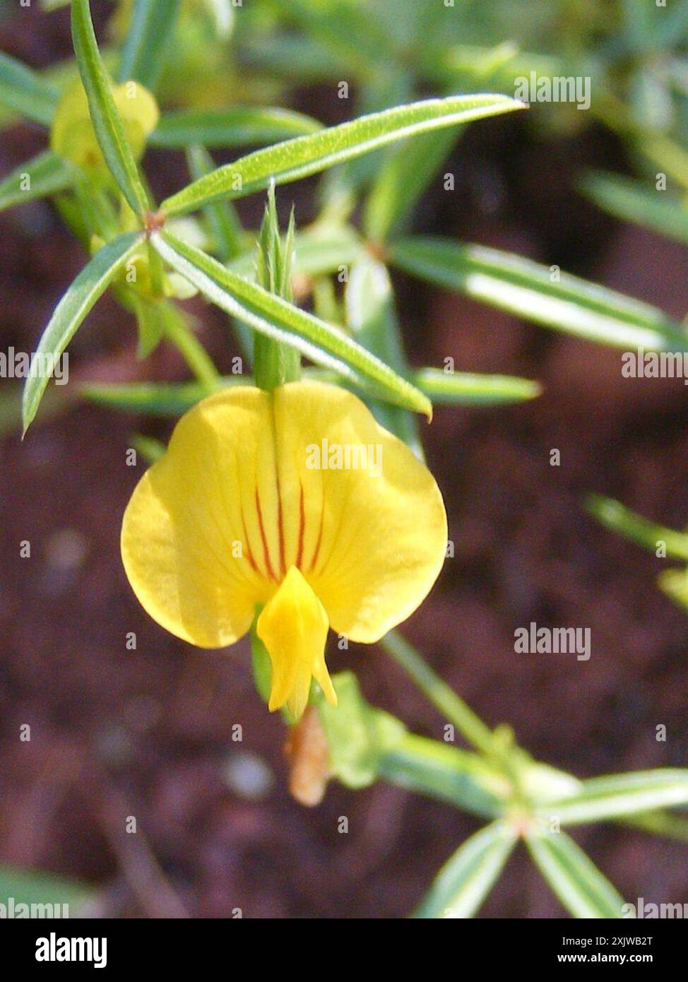 Grassveld Caterpillarbean (Zornia milneana) Plantae Stock Photo - Alamy
