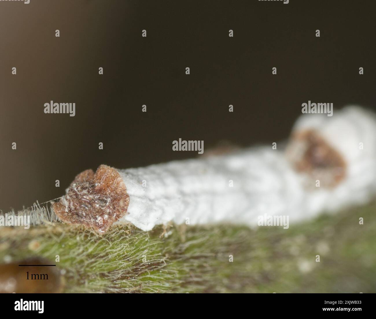 Cottony Camellia Scale (Pulvinaria floccifera) Insecta Stock Photo - Alamy