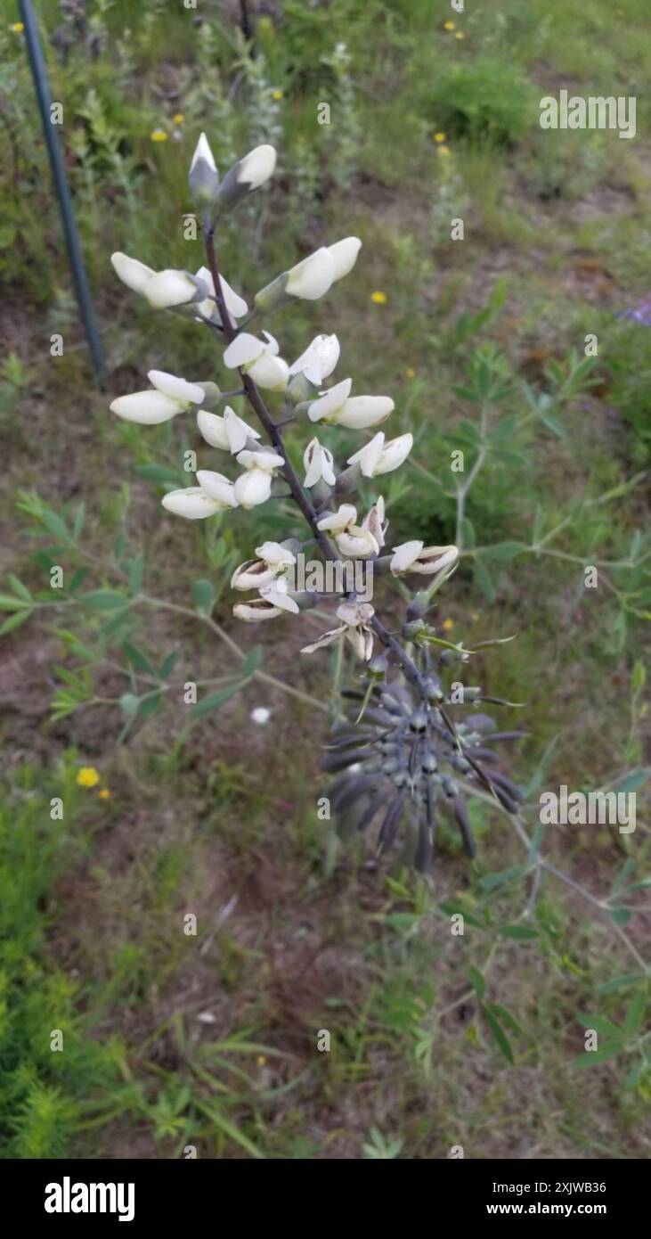white wild indigo (Baptisia alba) Plantae Stock Photo - Alamy