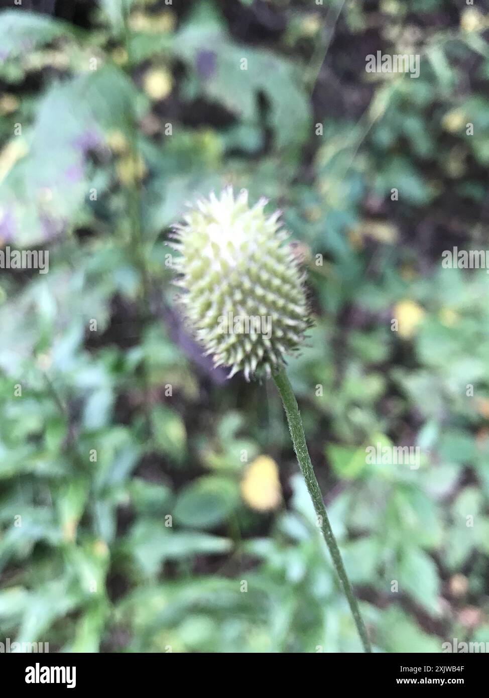 tall thimbleweed (Anemone virginiana) Plantae Stock Photo - Alamy