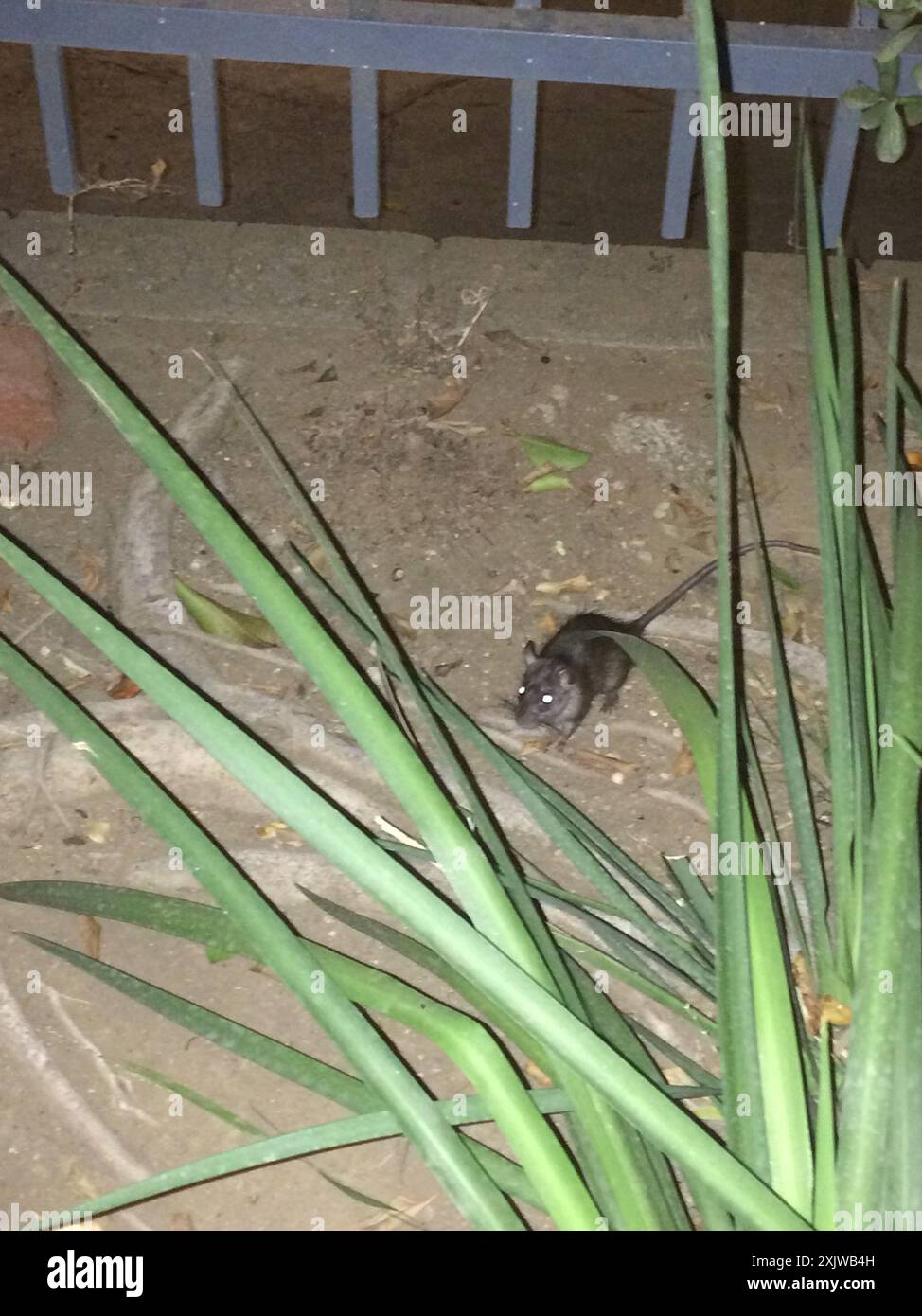 Black Rat (Rattus rattus) Mammalia Stock Photo - Alamy