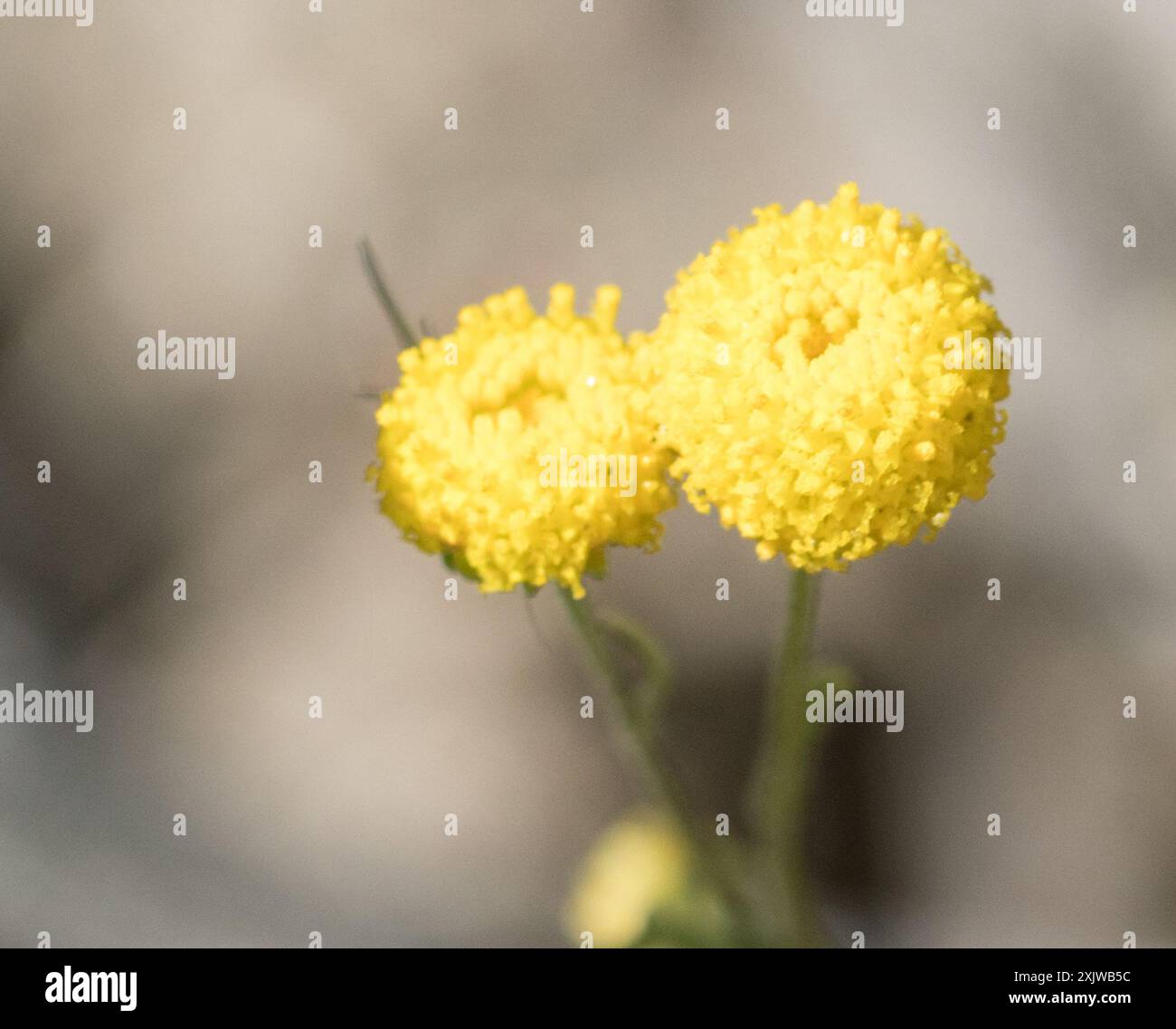 stinknet (Oncosiphon pilulifer) Plantae Stock Photo - Alamy