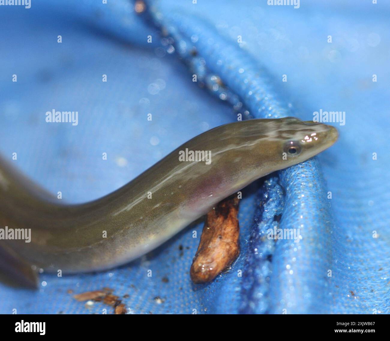 American Eel (Anguilla rostrata) Actinopterygii Stock Photo - Alamy