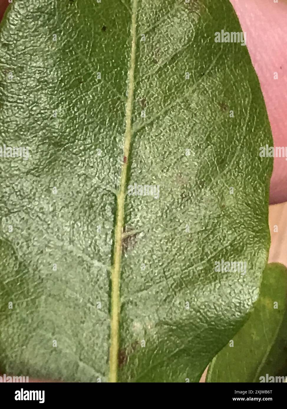 southern bayberry (Morella caroliniensis) Plantae Stock Photo - Alamy