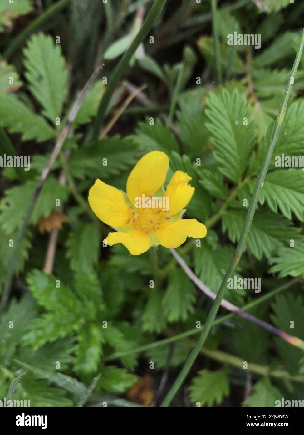 Pacific silverweed (Argentina pacifica) Plantae Stock Photo - Alamy