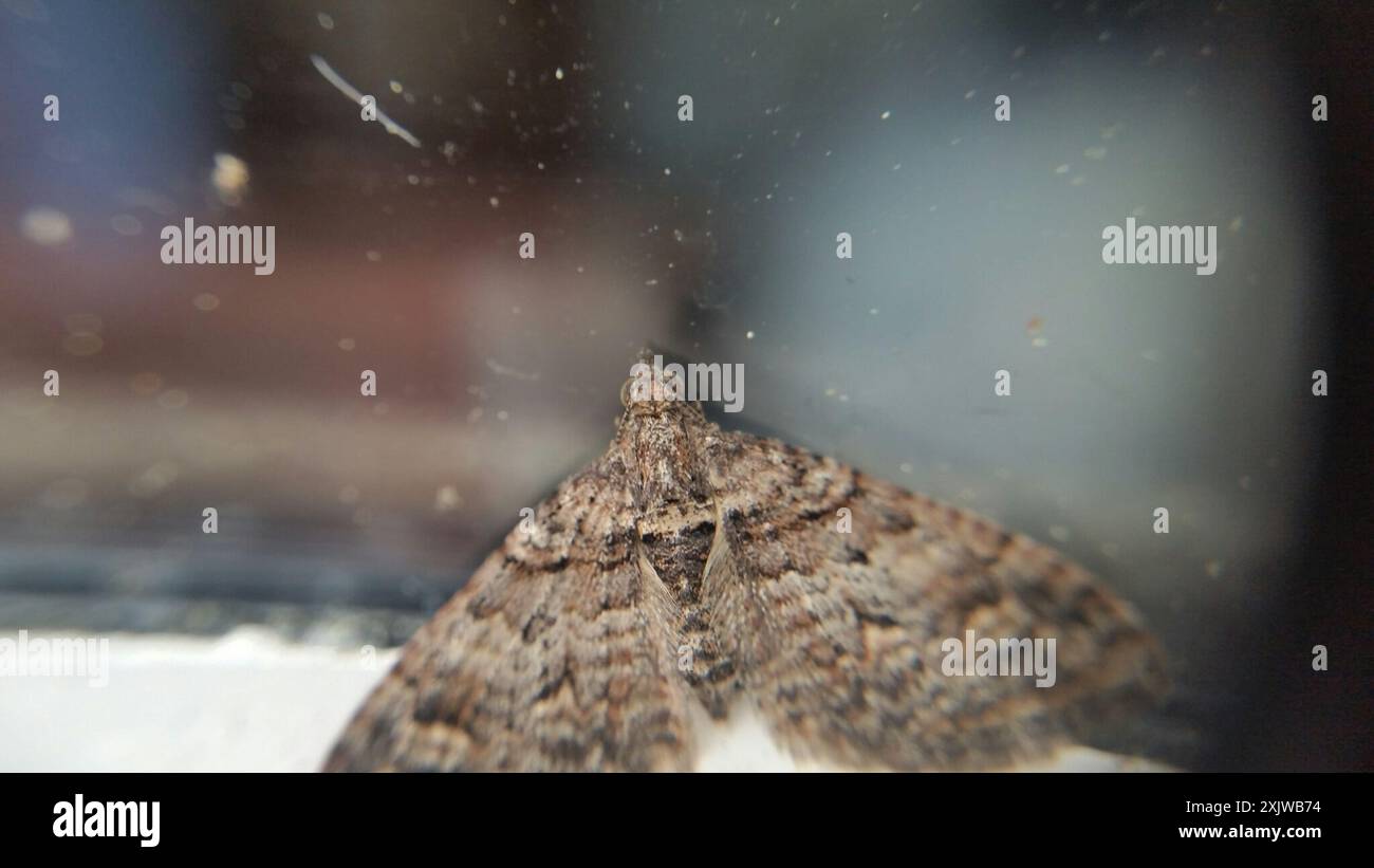 Apple Looper (Phrissogonus laticostata) Insecta Stock Photo - Alamy