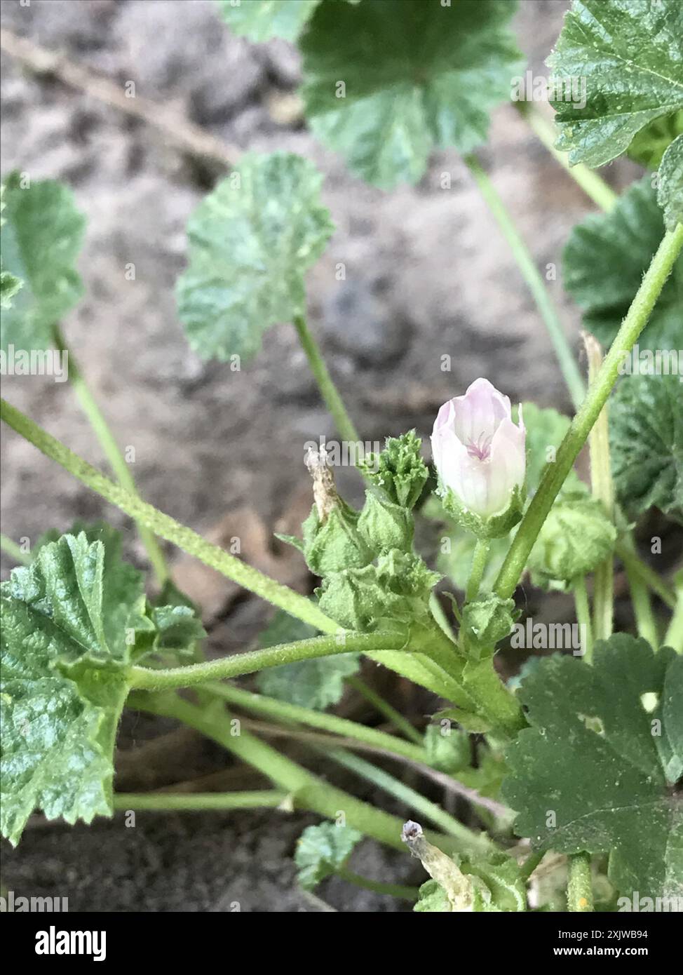 dwarf mallow (Malva neglecta) Plantae Stock Photo - Alamy