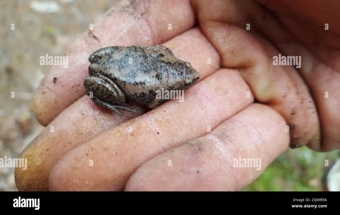 Eastern Narrow-mouthed Toad (Gastrophryne carolinensis) Amphibia Stock ...