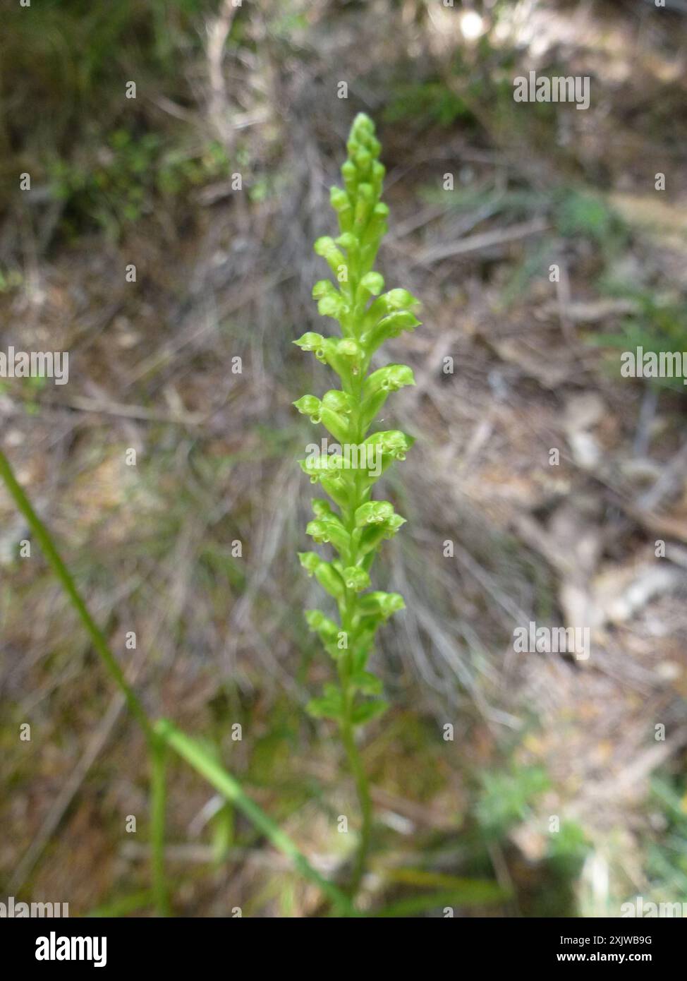 common onion-orchid (Microtis unifolia) Plantae Stock Photo - Alamy