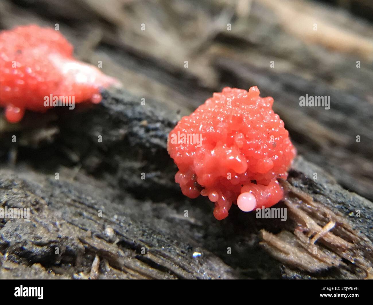 Red Raspberry Slime Mold (Tubifera ferruginosa) Protozoa Stock Photo ...
