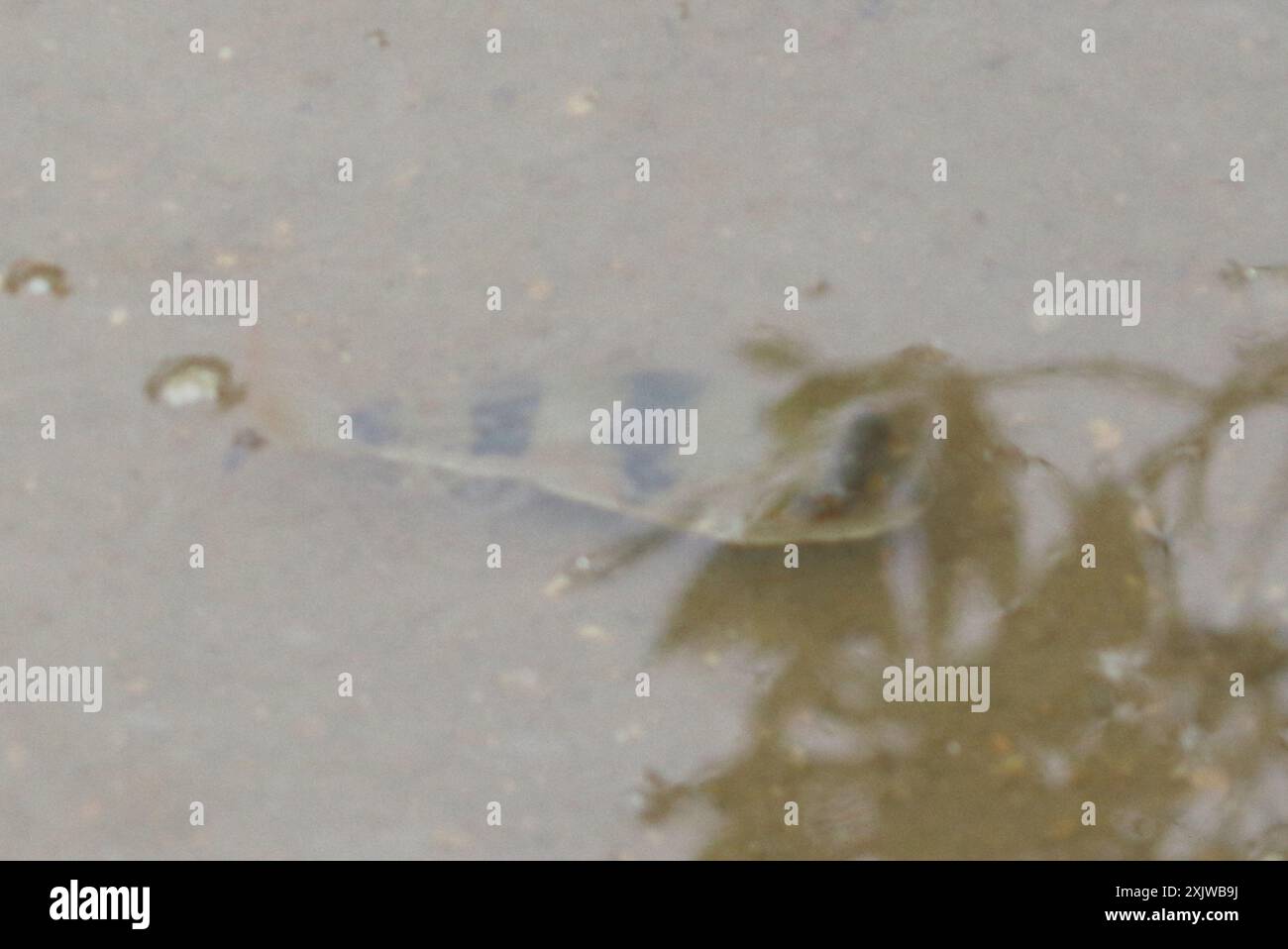 Banded Toadfish (Marilyna pleurosticta) Actinopterygii Stock Photo - Alamy