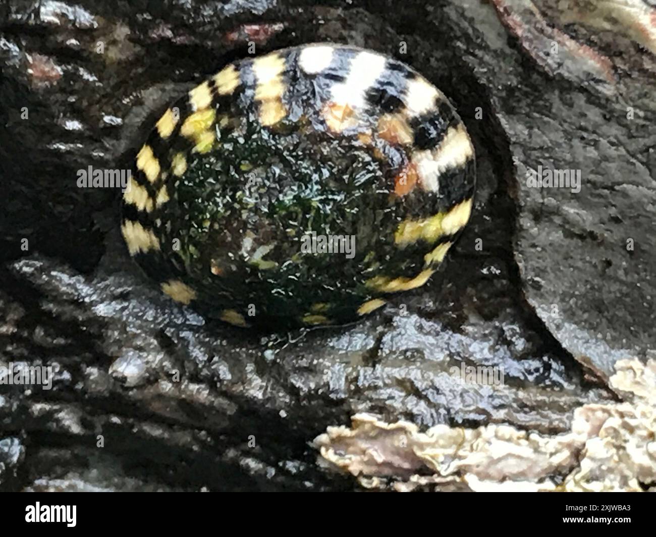 Plate Limpet (Lottia scutum) Mollusca Stock Photo - Alamy