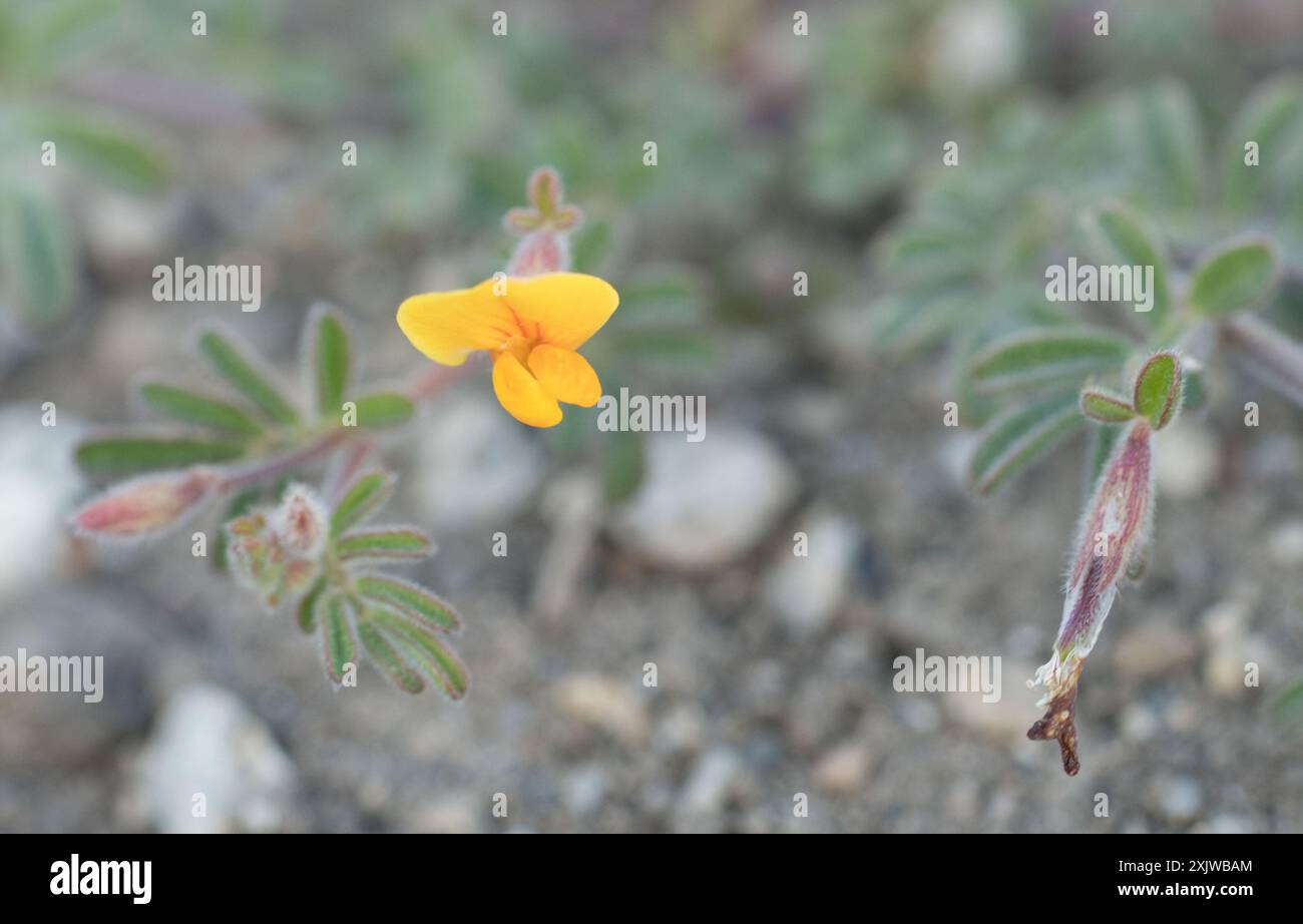 Strigose lotus hi-res stock photography and images - Alamy