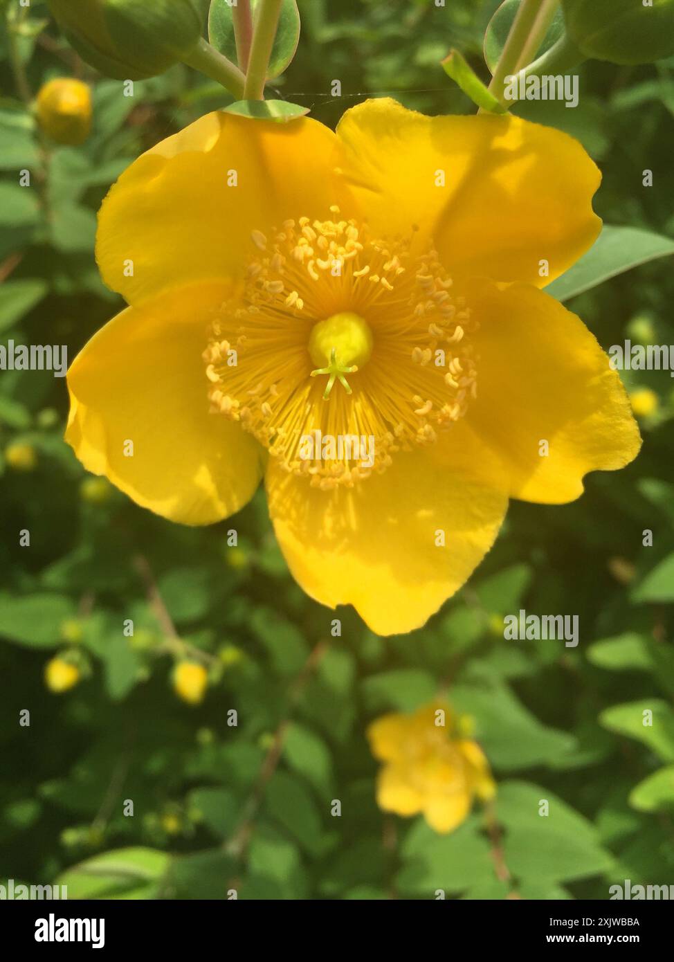 Rose-of-sharon (Hypericum calycinum) Plantae Stock Photo - Alamy