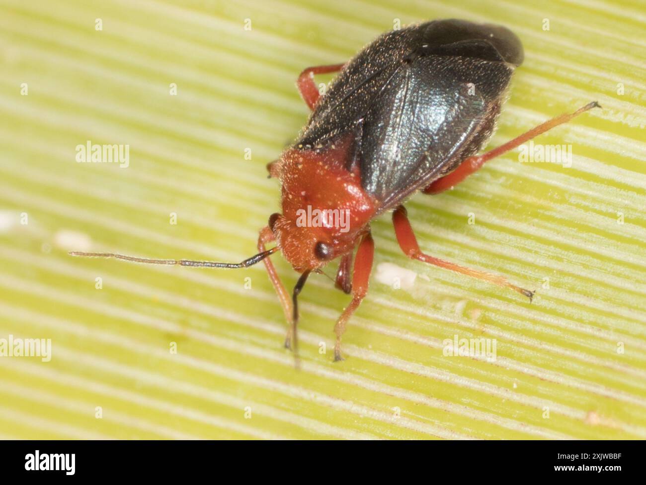 Yucca Plant Bug (Halticotoma valida) Insecta Stock Photo - Alamy