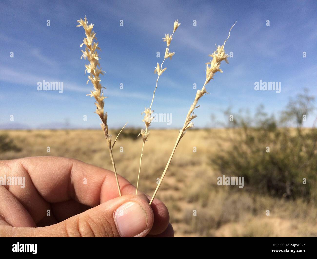 tobosagrass (Hilaria mutica) Plantae Stock Photo - Alamy