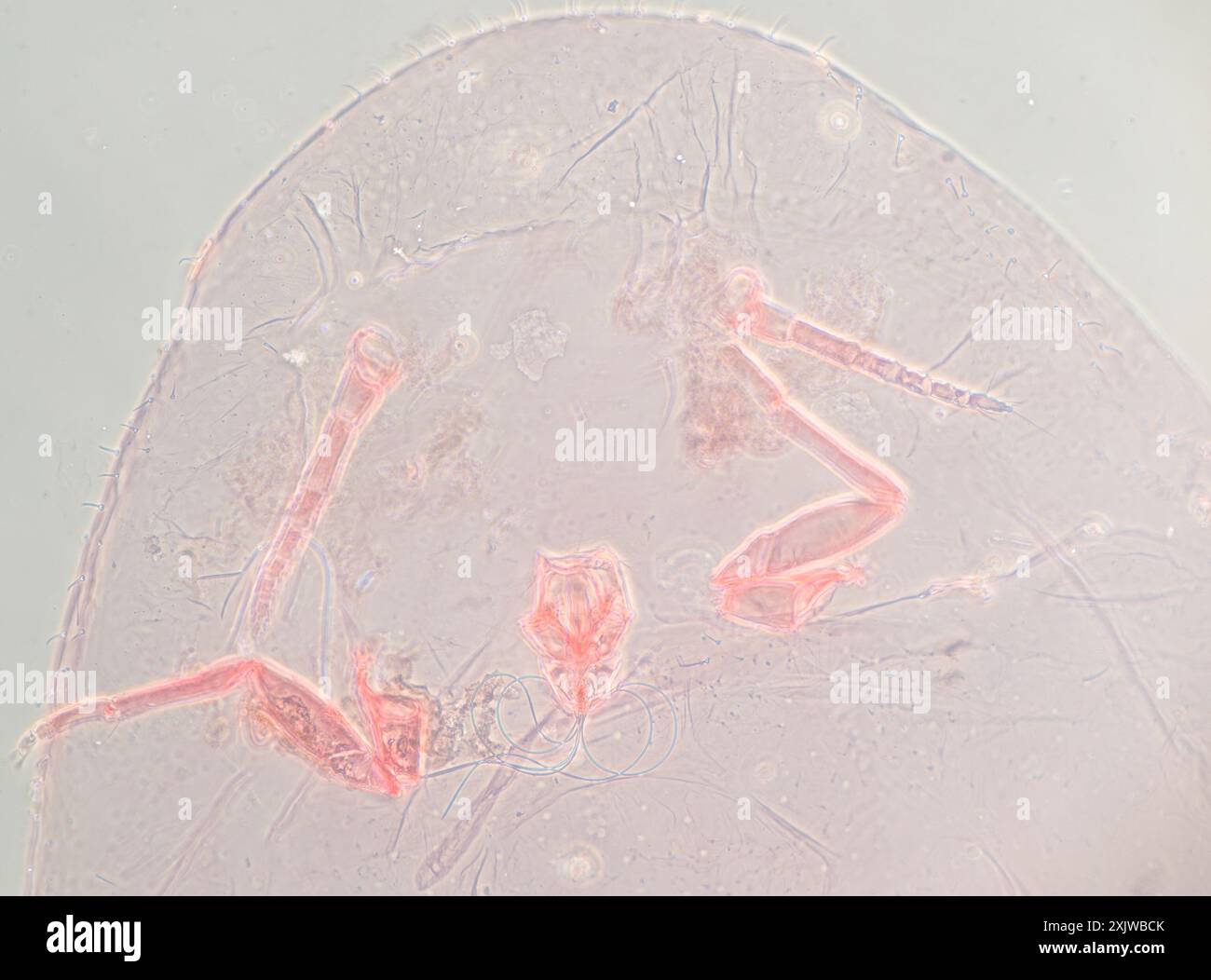 Soft scales (Coccidae) Insecta Stock Photo - Alamy