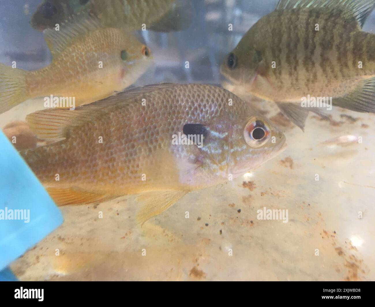 Longear Sunfish Complex (Lepomis megalotis) Actinopterygii Stock Photo ...