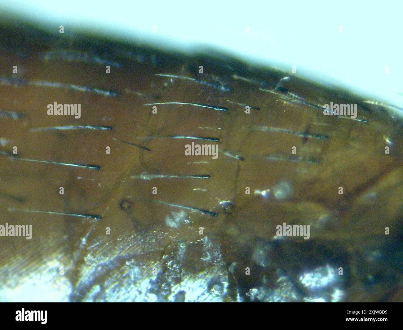 Rodent and Bird Fleas (Ceratophyllidae) Insecta Stock Photo - Alamy