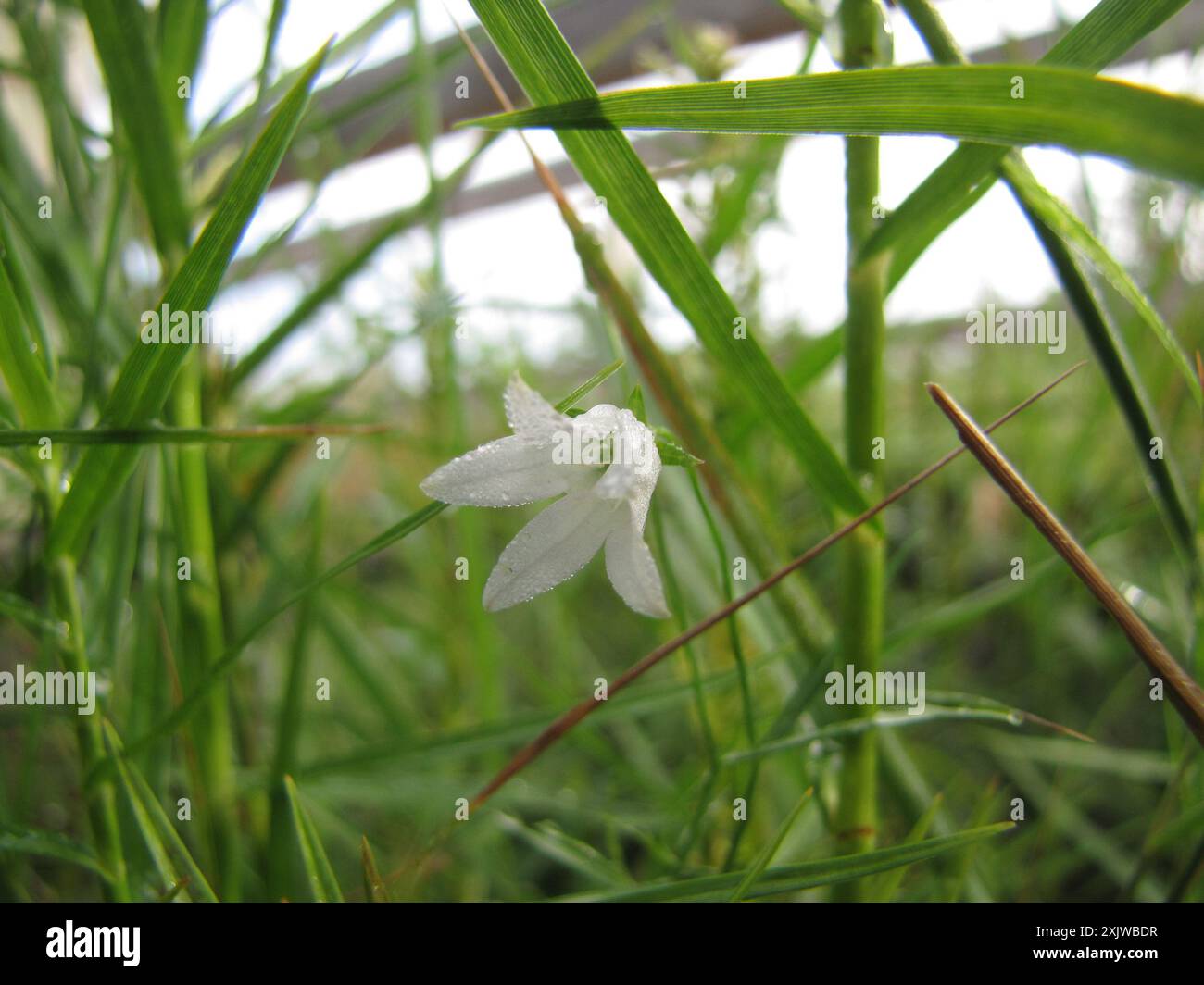 Marsh Bellflower (Campanula aparinoides) Plantae Stock Photo - Alamy