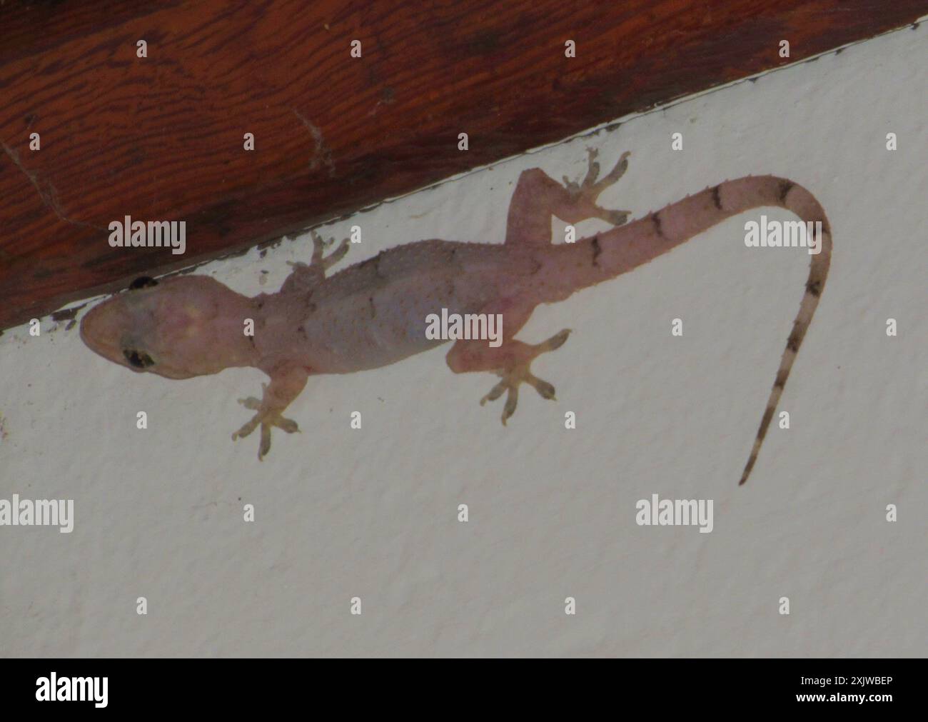 Tropical House Gecko (Hemidactylus mabouia) Reptilia Stock Photo - Alamy