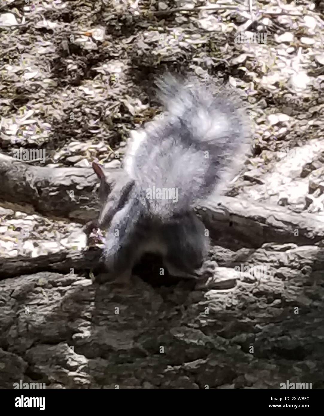 Western Gray Squirrel (Sciurus griseus) Mammalia Stock Photo - Alamy