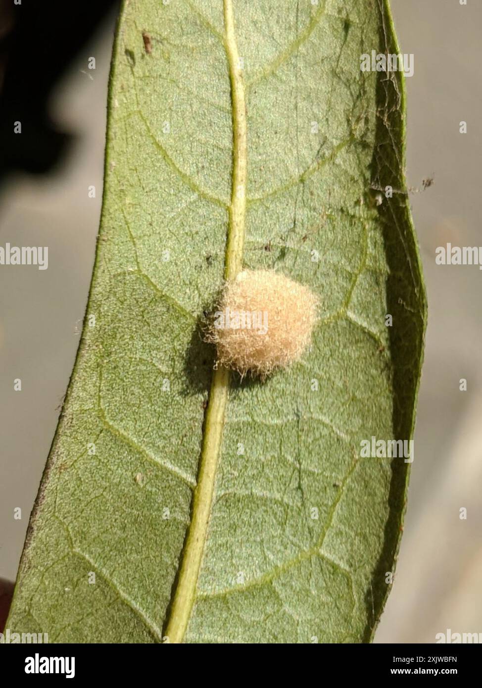 Oak Gall Wasps (Cynipini) Insecta Stock Photo - Alamy