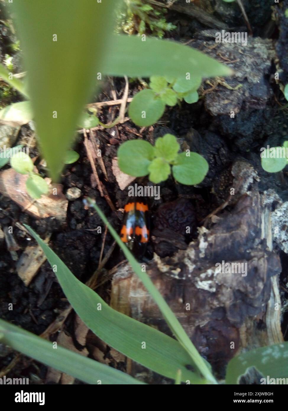 Red-banded Fungus Beetle (Megalodacne fasciata) Insecta Stock Photo - Alamy