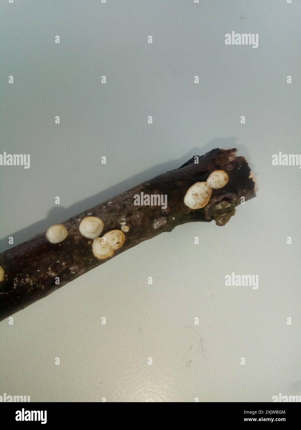 little nest polypore (Trametes conchifer) Fungi Stock Photo - Alamy