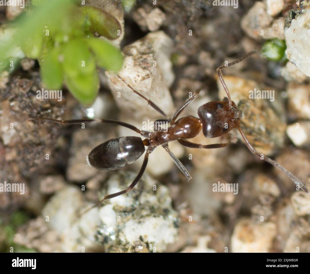 Crazy Pyramid Ant (Dorymyrmex insanus) Insecta Stock Photo - Alamy