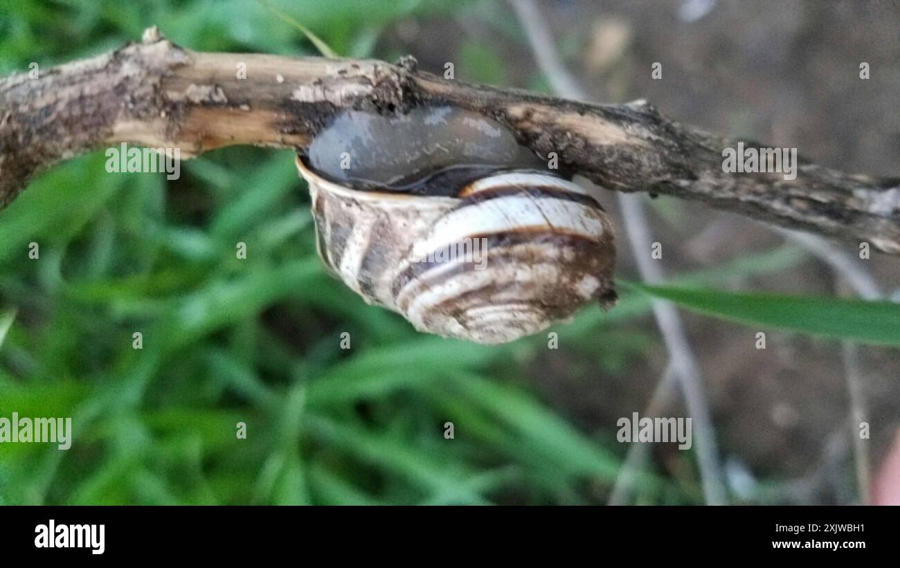 Milk Snail (Otala lactea) Mollusca Stock Photo - Alamy