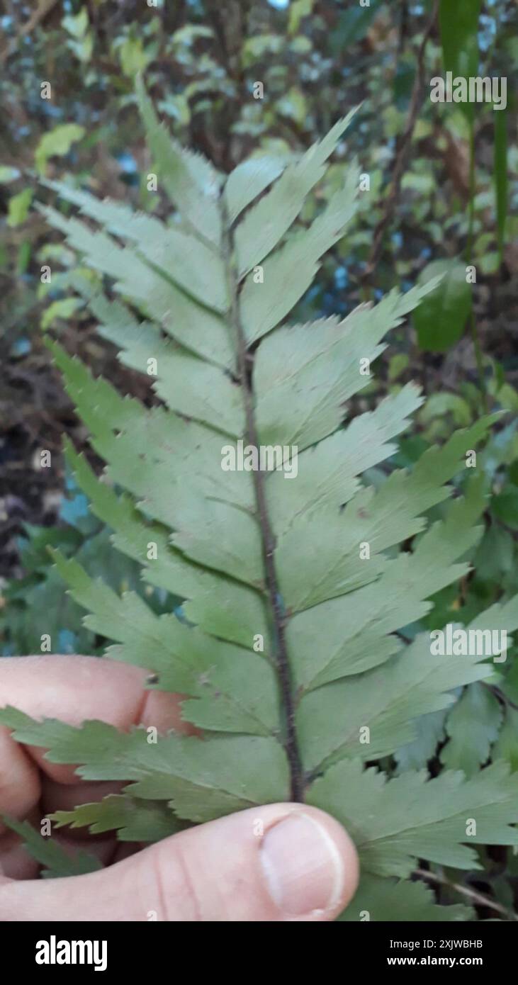 Mare's Tail Fern (Asplenium polyodon) Plantae Stock Photo - Alamy