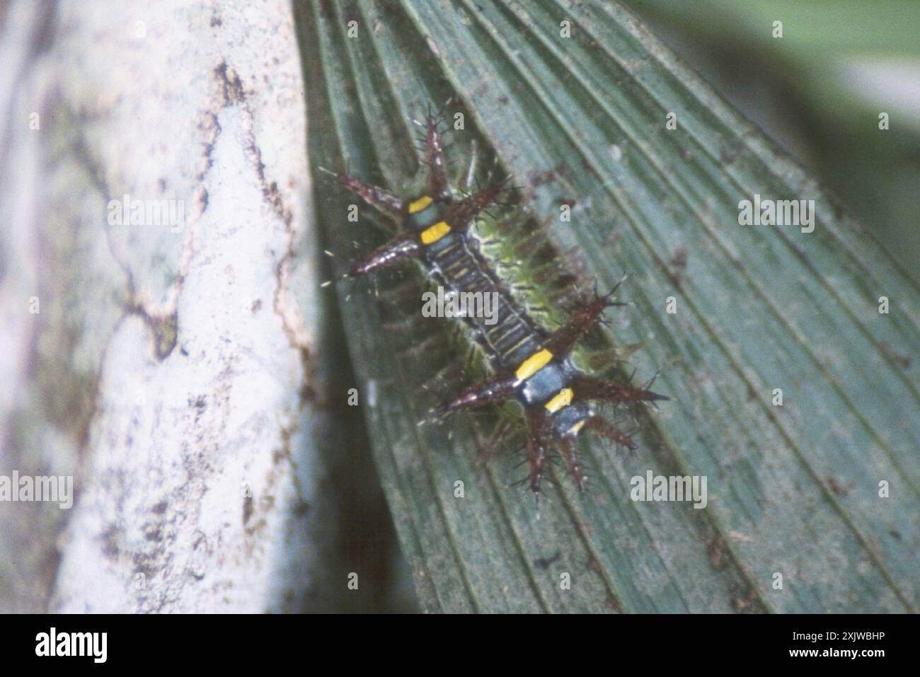 Slug Caterpillar Moths (Limacodidae) Insecta Stock Photo - Alamy