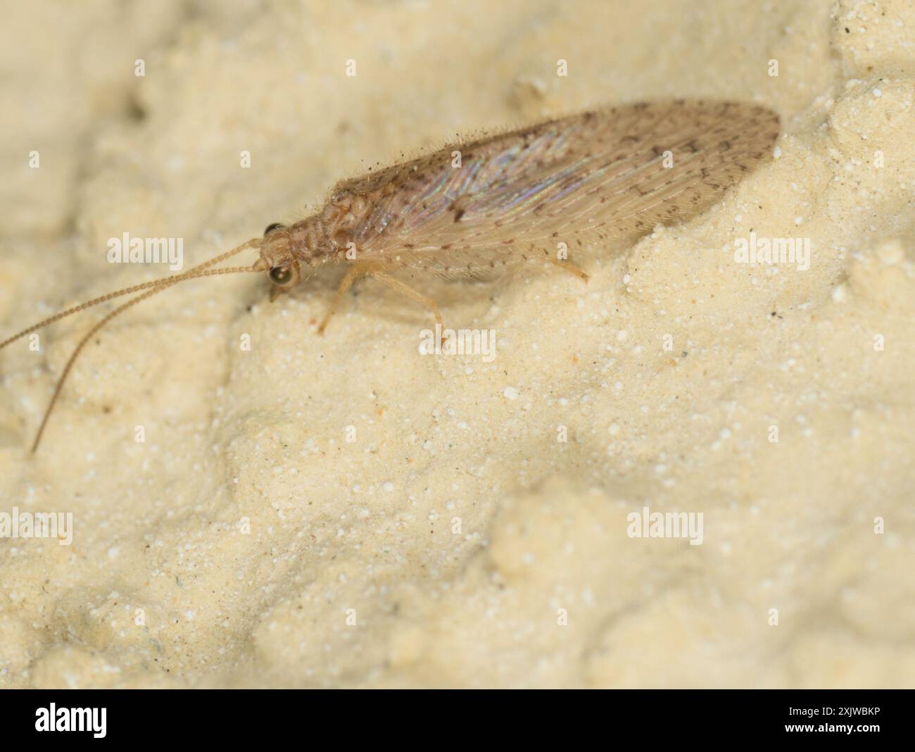 Antique Brown Lacewing (Micromus subanticus) Insecta Stock Photo - Alamy