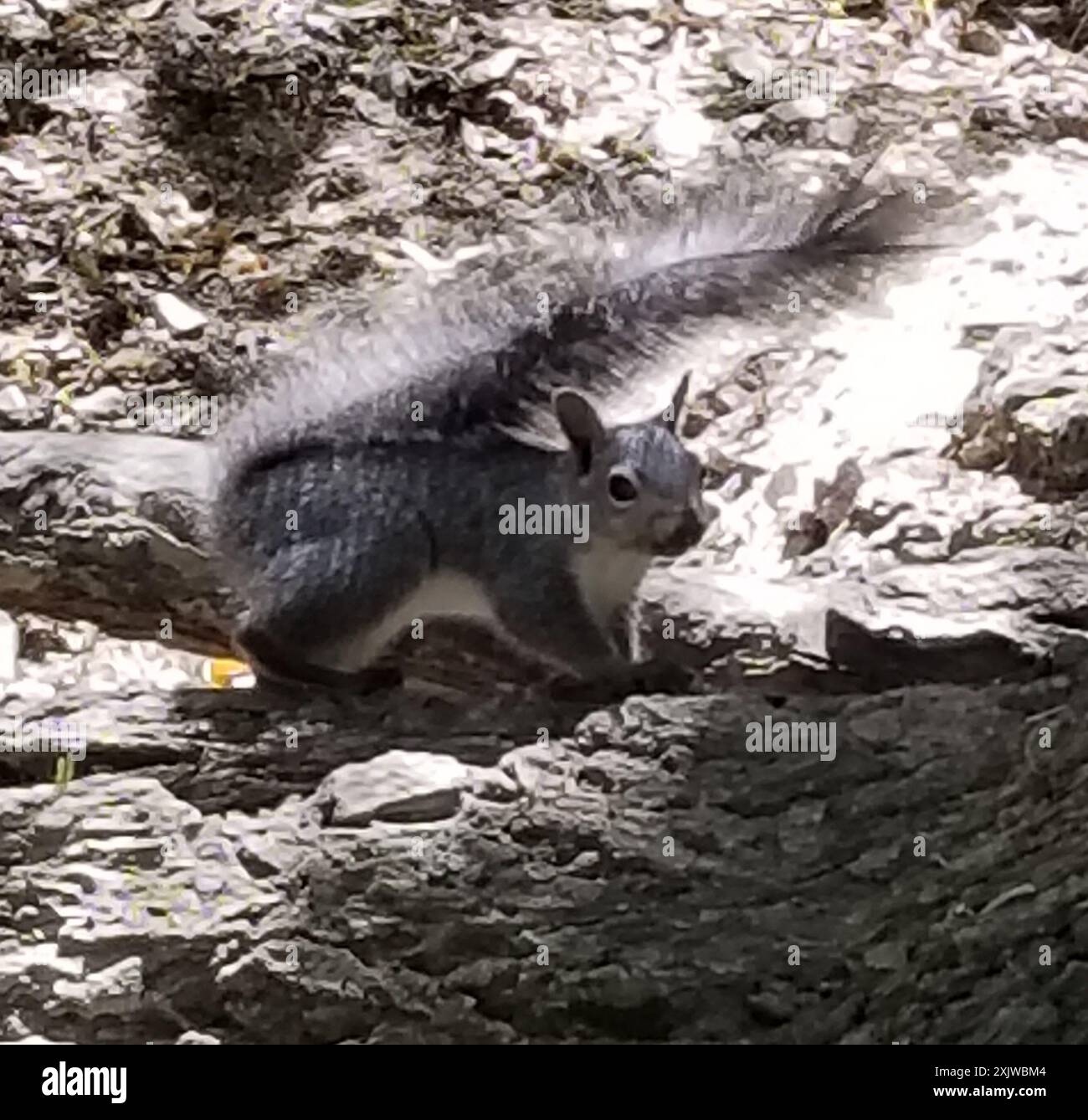Western Gray Squirrel (Sciurus griseus) Mammalia Stock Photo - Alamy