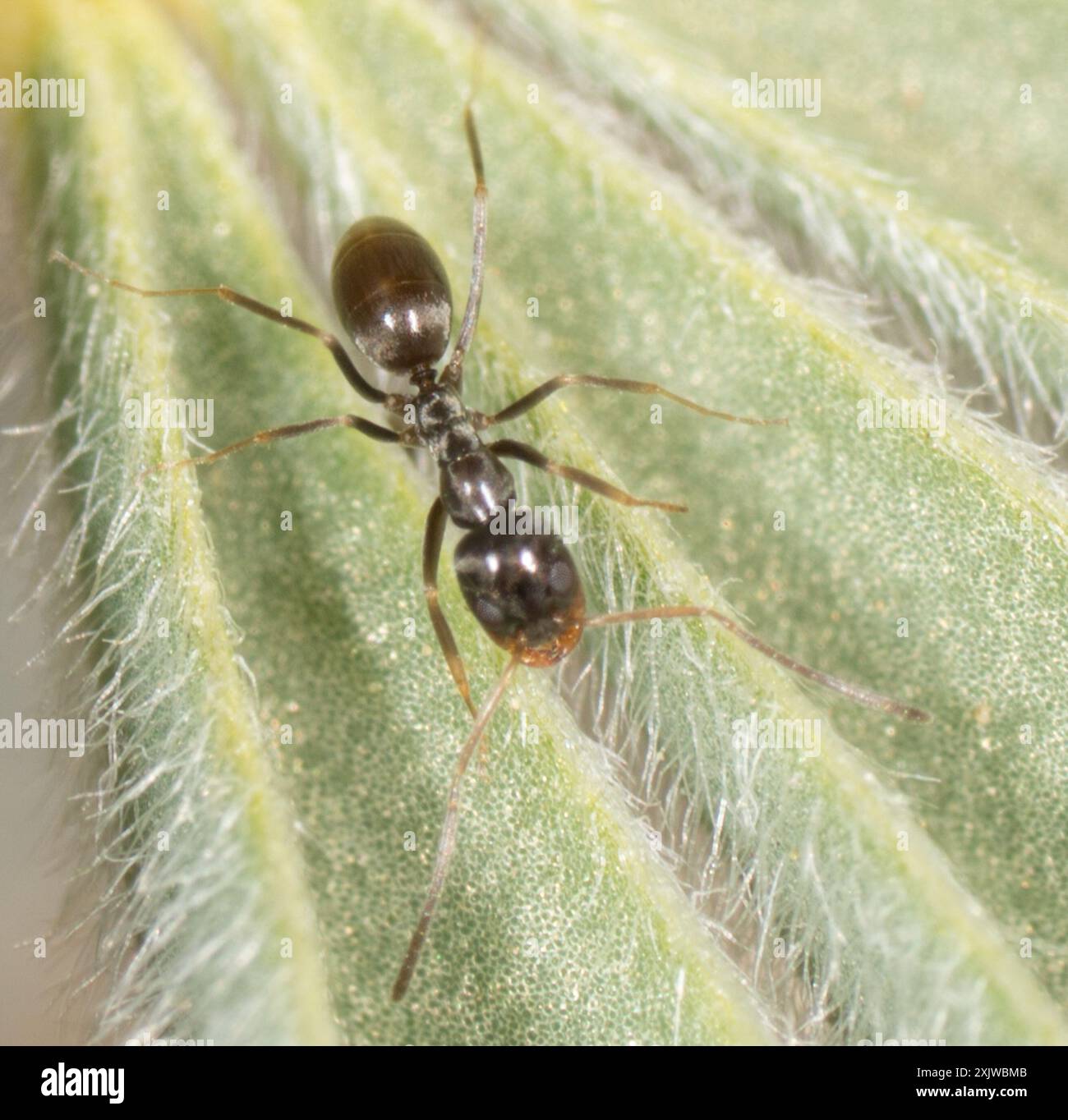 Pyramid Ants (Dorymyrmex) Insecta Stock Photo - Alamy