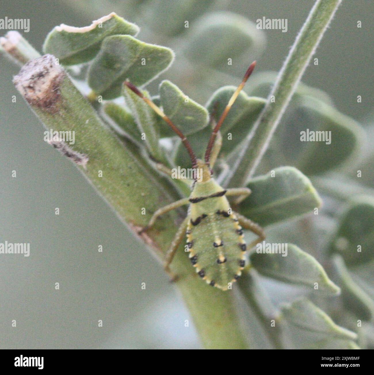Mozena hi-res stock photography and images - Alamy