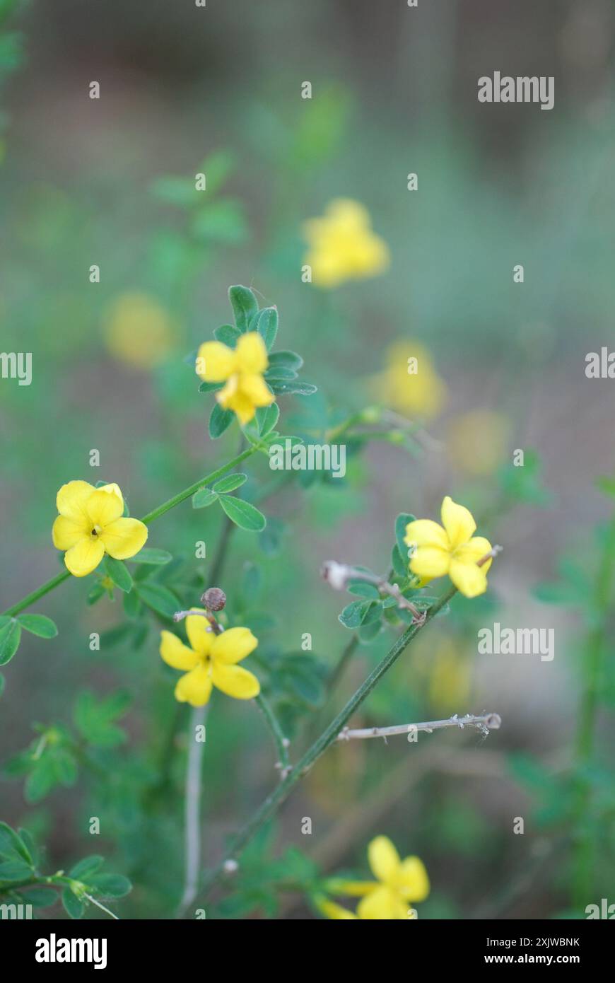 Wild Jasmine (Chrysojasminum fruticans) Plantae Stock Photo - Alamy