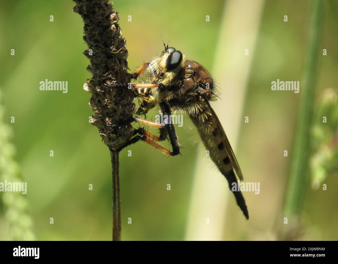 Red-footed Cannibal Fly (Promachus rufipes) Insecta Stock Photo - Alamy