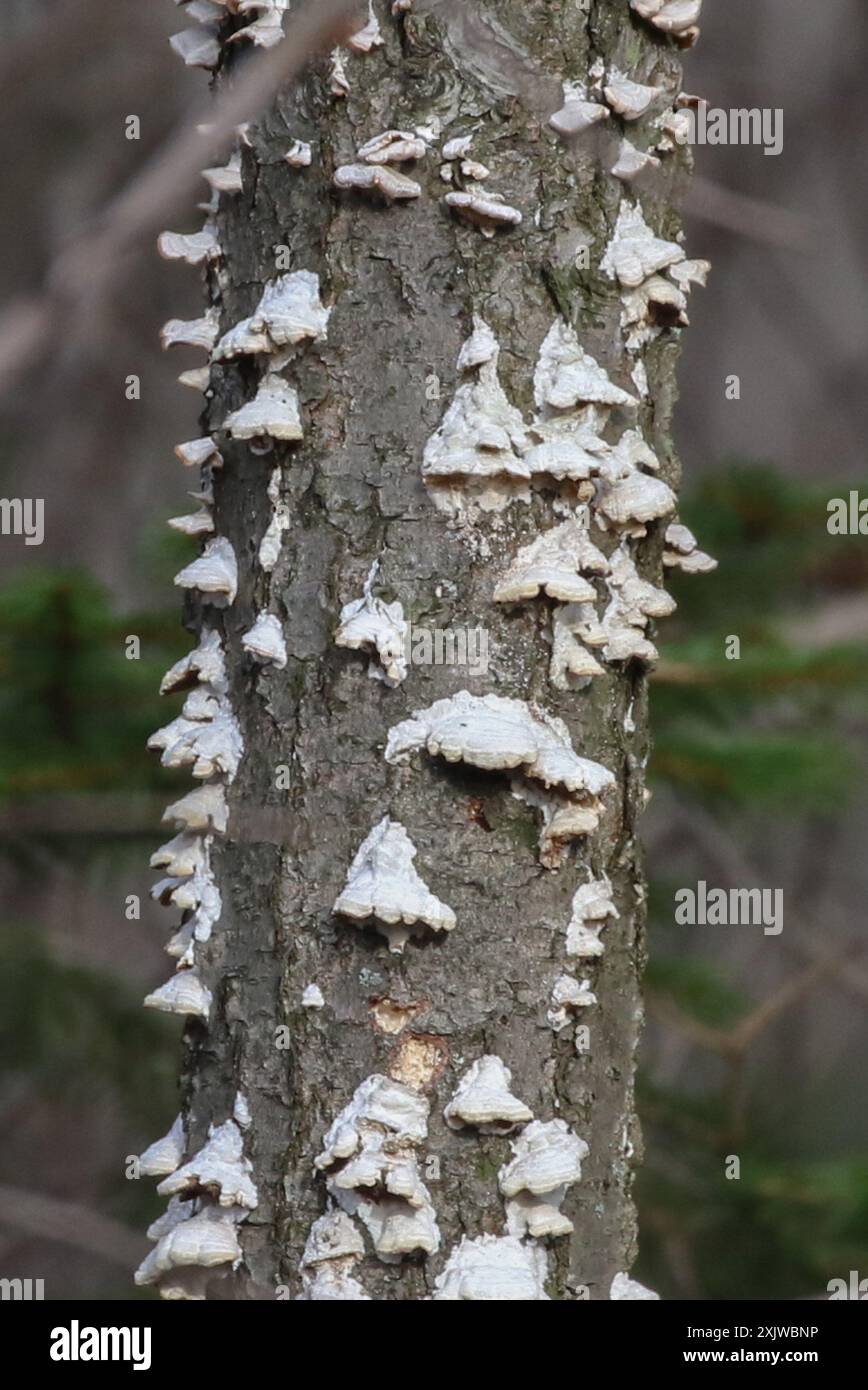 violet-toothed polypore (Trichaptum biforme) Fungi Stock Photo - Alamy