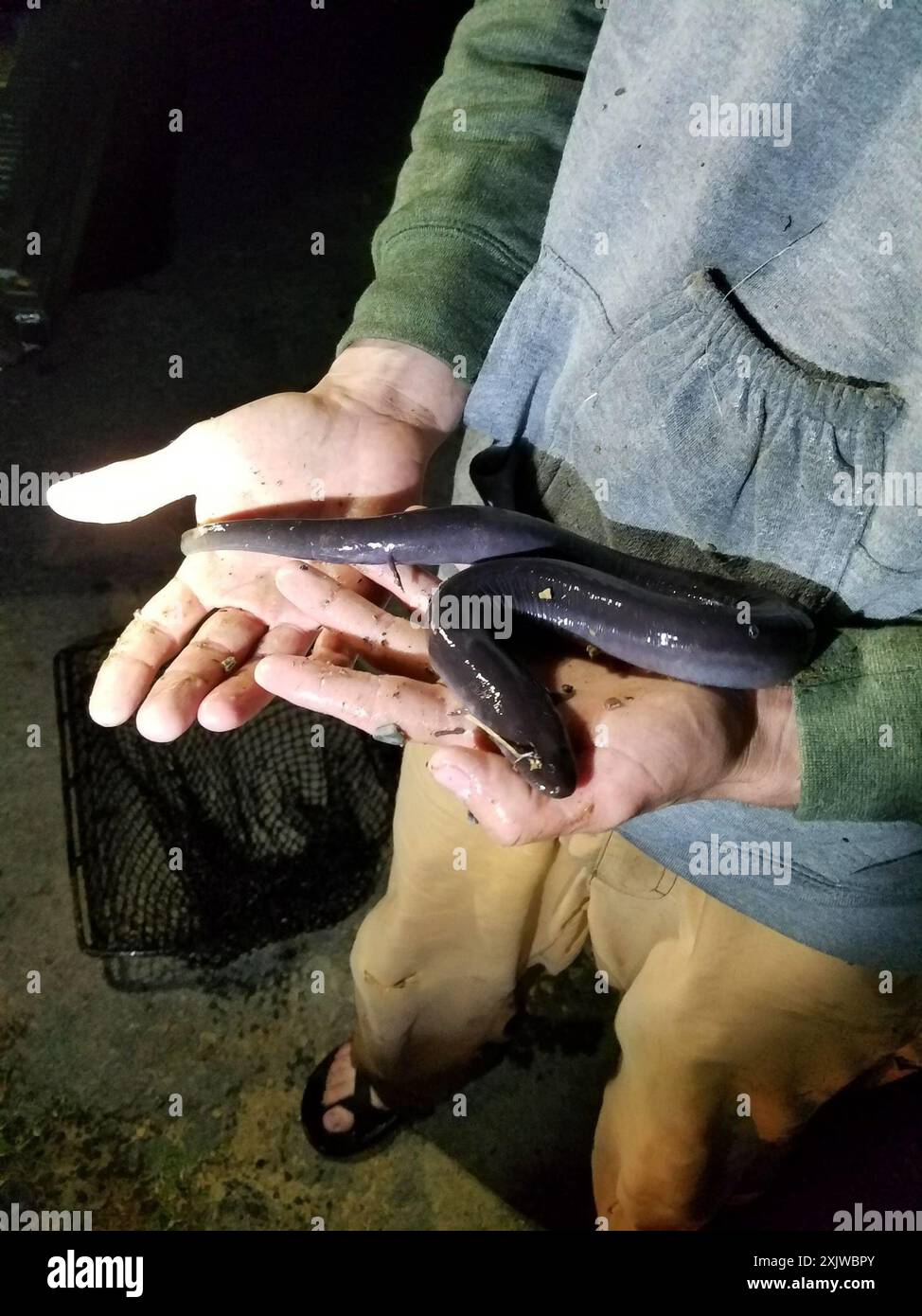 Three-toed Amphiuma (Amphiuma tridactylum) Amphibia Stock Photo - Alamy