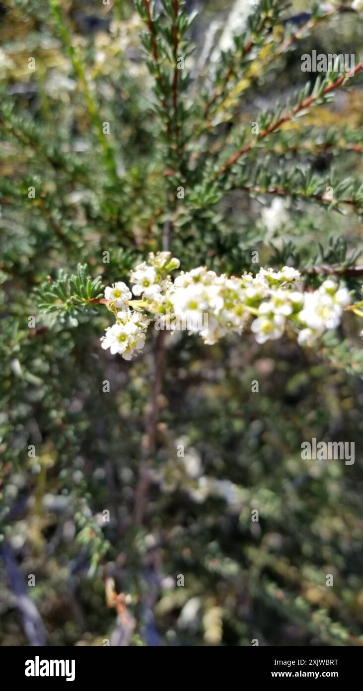 chamise (Adenostoma fasciculatum) Plantae Stock Photo - Alamy