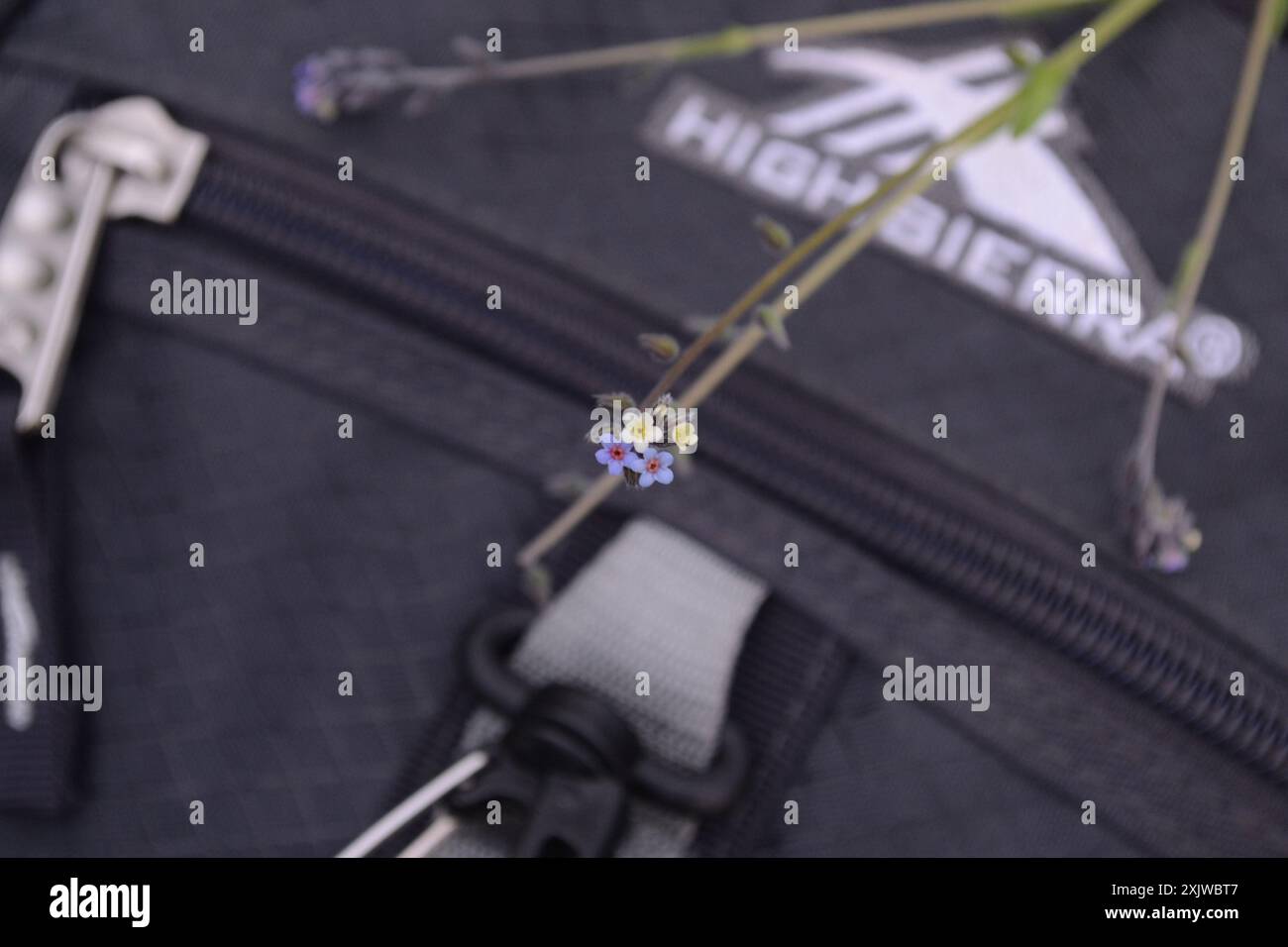 Changing Forget-me-not (Myosotis discolor) Plantae Stock Photo - Alamy